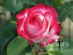 Hannah Gordon - BUY THIS ROSE ONLINE - Knight's Roses Australia