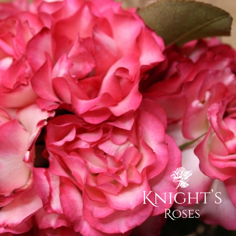 Hannah Gordon - BUY THIS ROSE ONLINE - Knight's Roses Australia