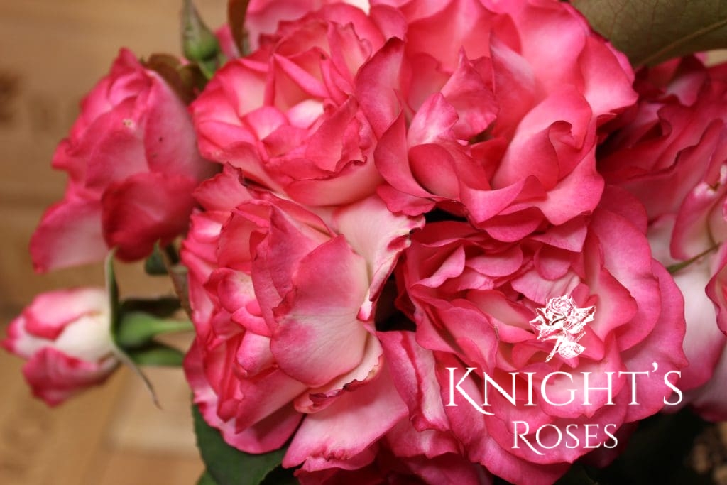 Hannah Gordon - BUY THIS ROSE ONLINE - Knight's Roses Australia