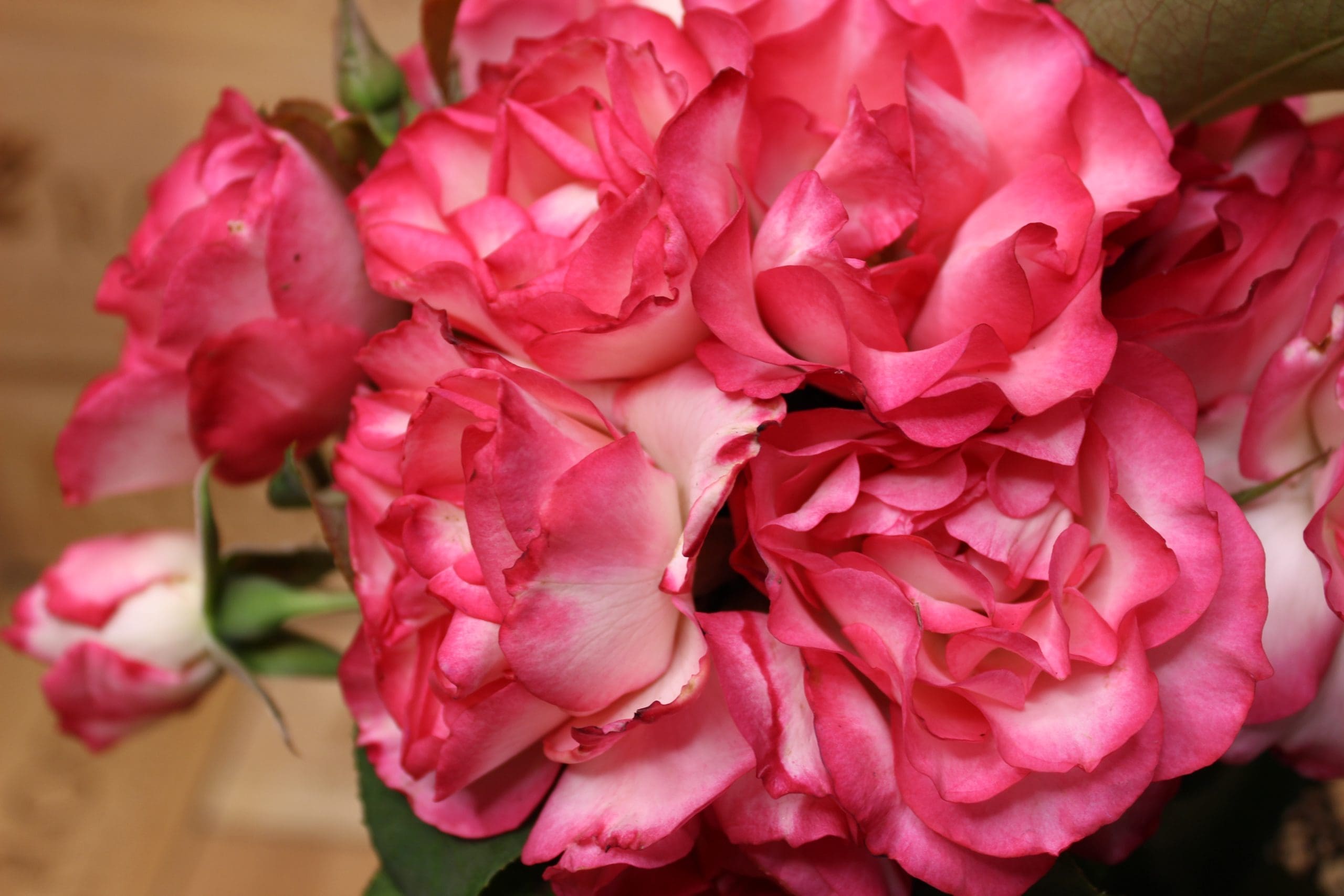 Hannah Gordon - BUY THIS ROSE ONLINE - Knight's Roses Australia