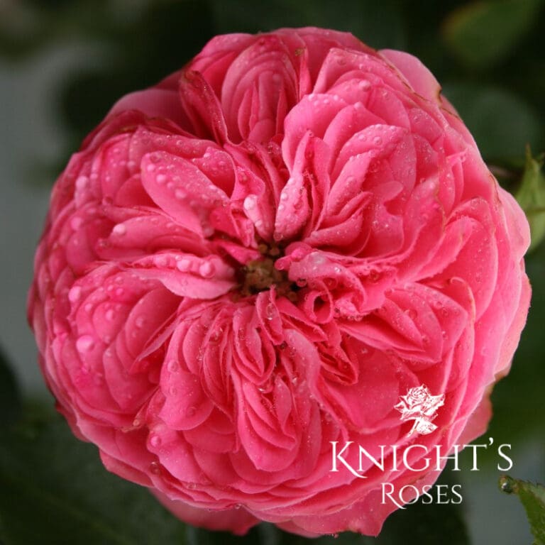 Leonardo Da Vinci - BUY THIS ROSE ONLINE - Knight's Roses Australia