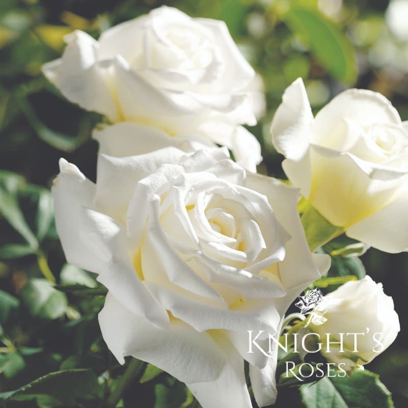 Pope John Paul II - BUY THIS ROSE ONLINE - Knight's Roses Australia