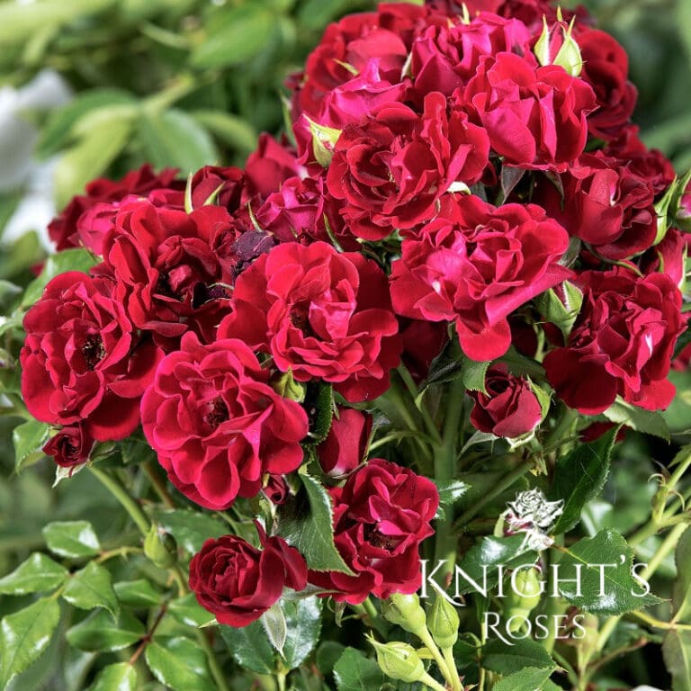 Buy Roses Online |100's of Bagged or Potted | Knight's Roses Australia