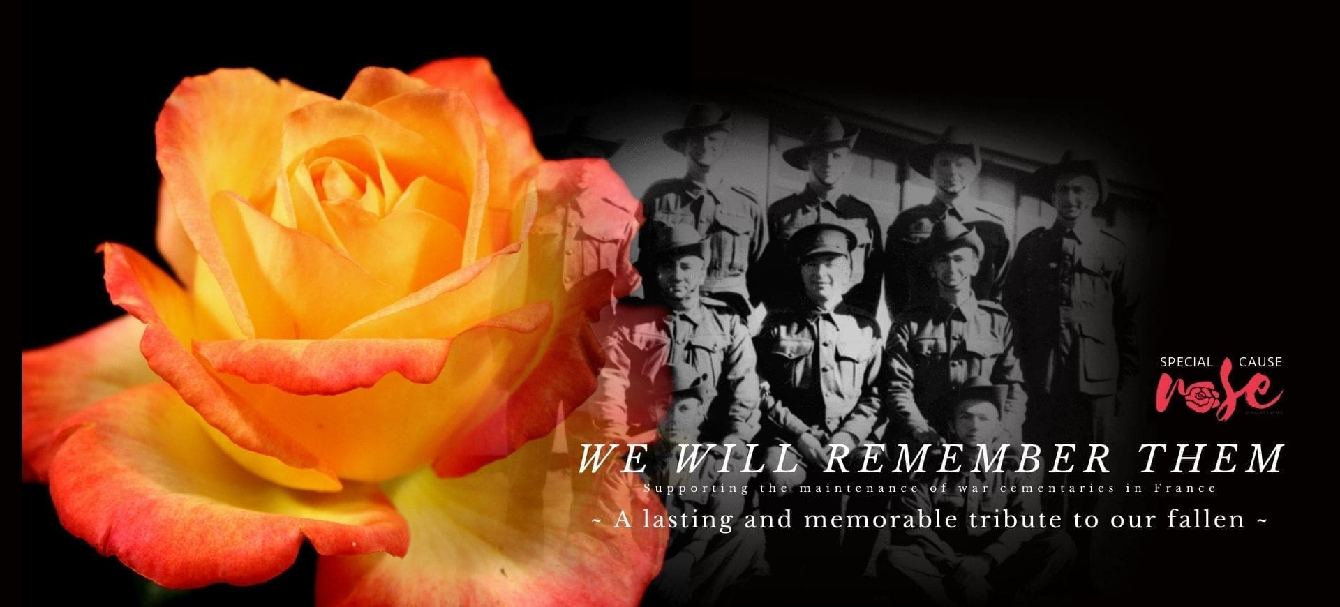 Buy Roses Online |100's of Bagged or Potted | Knight's Roses Australia