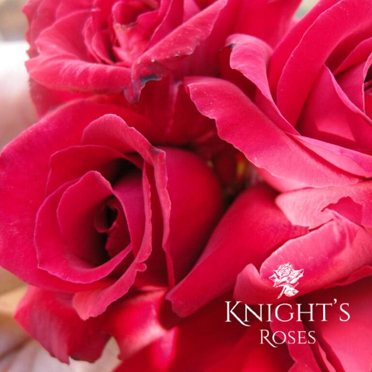 Buy Roses Online |100's of Bagged or Potted | Knight's Roses Australia