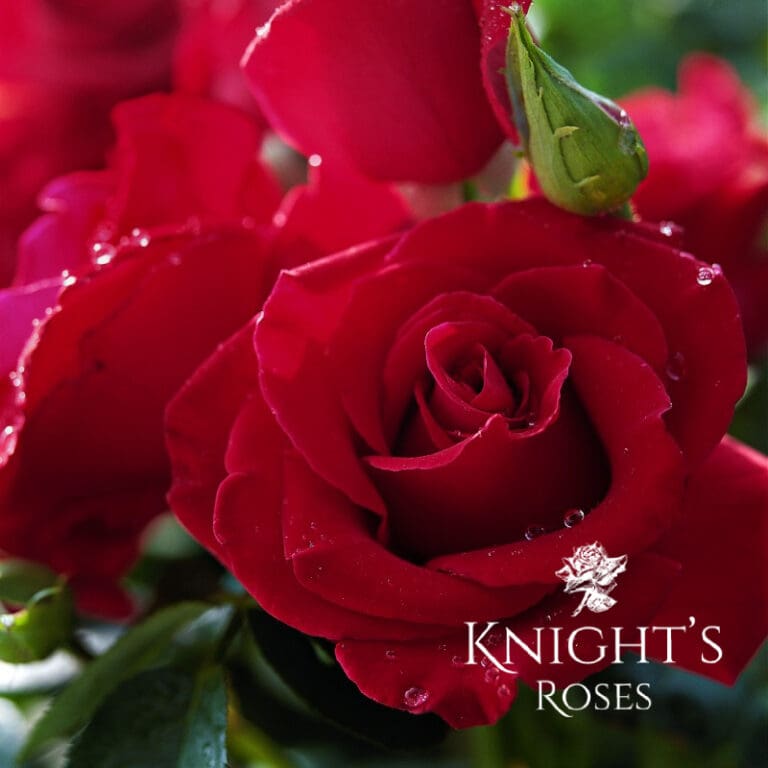 Memorial Roses | Knights Roses Australia - Buy A Rose Bush Online
