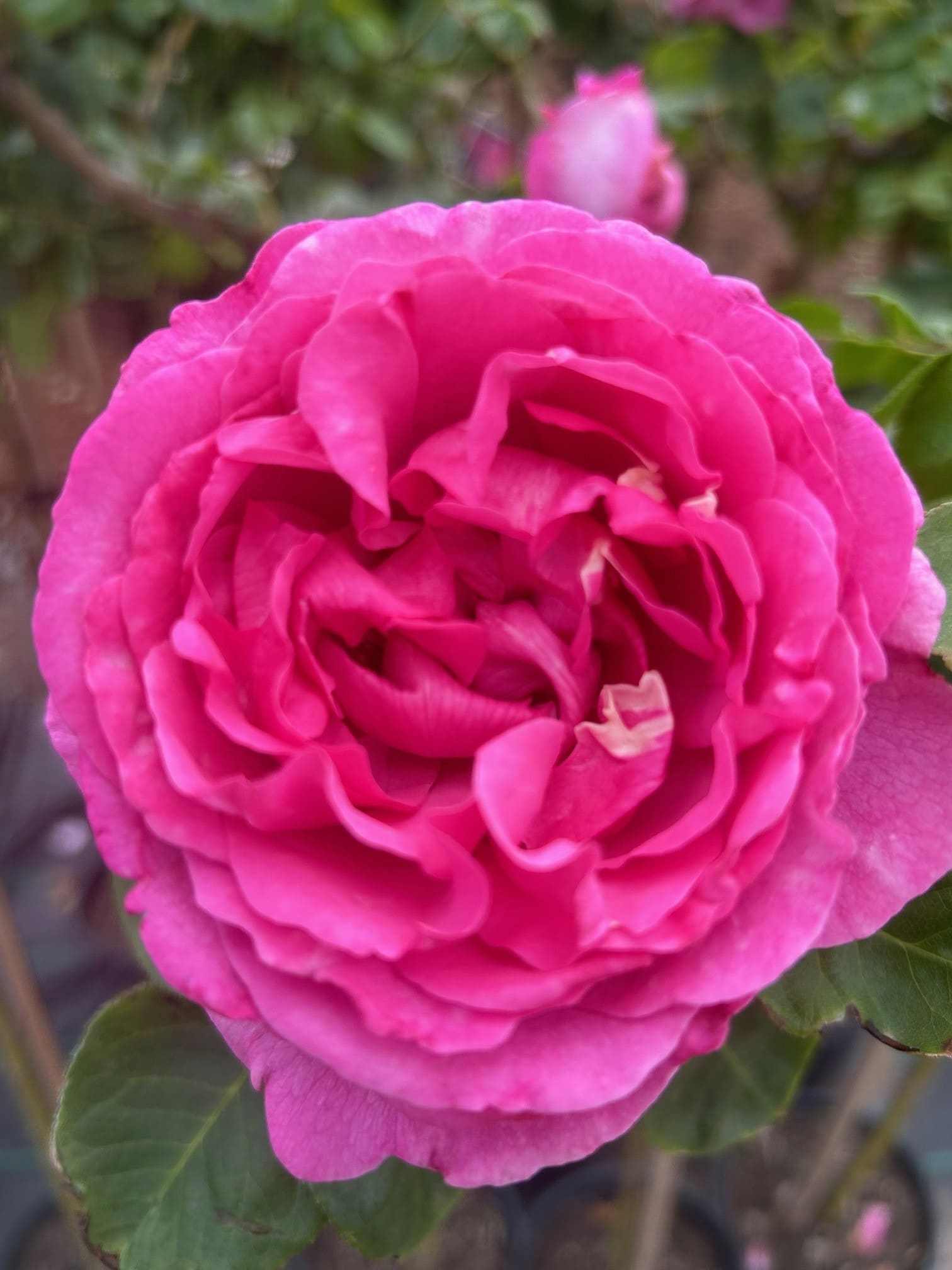 Queen Adelaide - BUY THIS ROSE ONLINE - Knight's Roses Australia