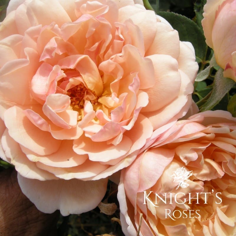 Madame Paule Massad - BUY THIS ROSE ONLINE - Knight's Roses Australia