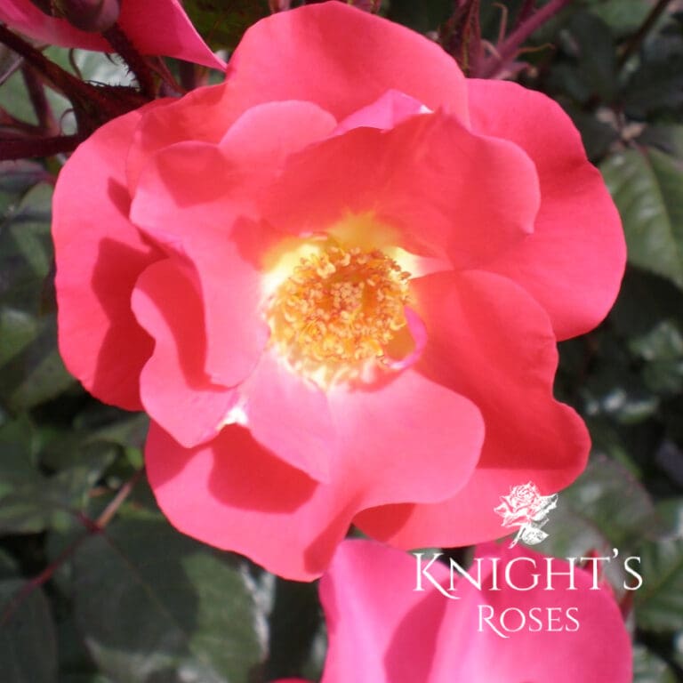 Océane - BUY THIS ROSE ONLINE - Knight's Roses Australia