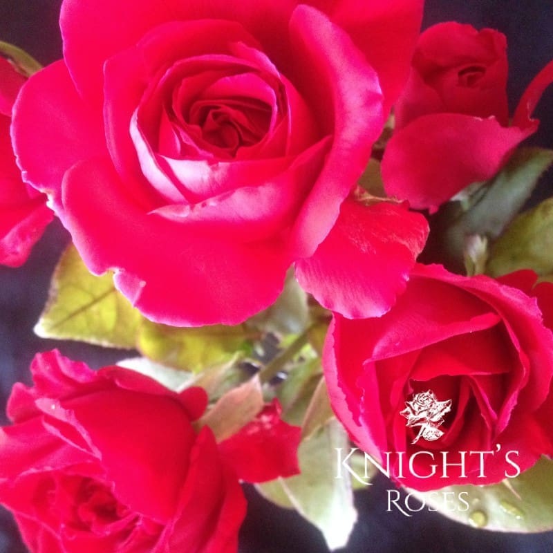 Oklahoma - BUY THIS ROSE ONLINE - Knight's Roses Australia