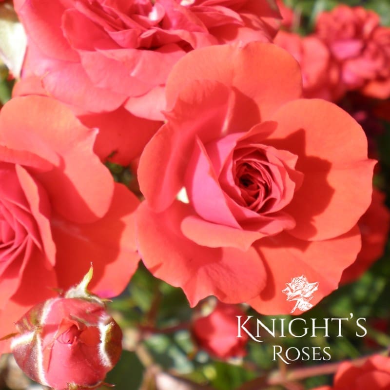 Buy Roses Online |100's of Bagged or Potted | Knight's Roses Australia