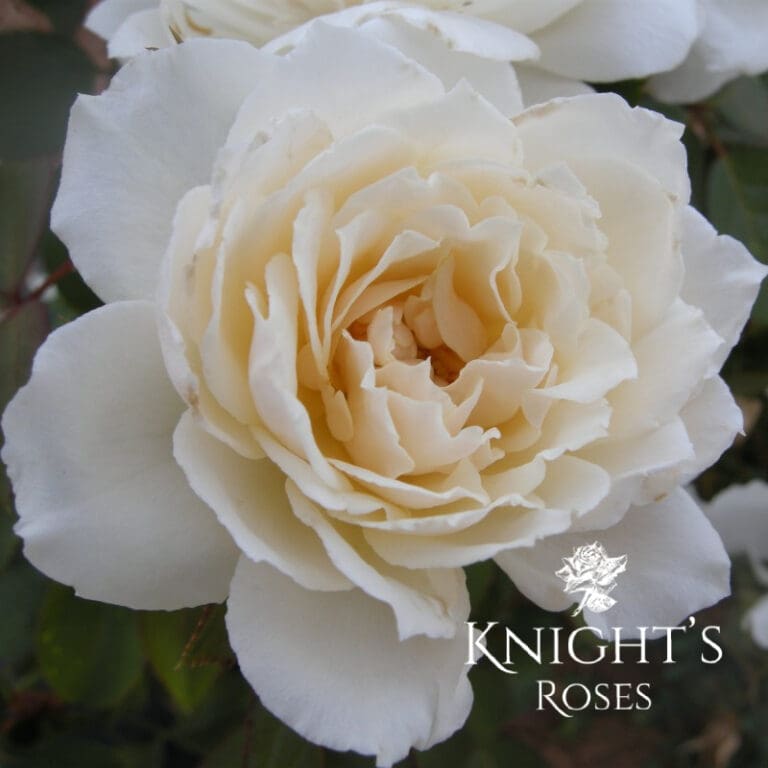 Buy Roses Online |100's of Bagged or Potted | Knight's Roses Australia