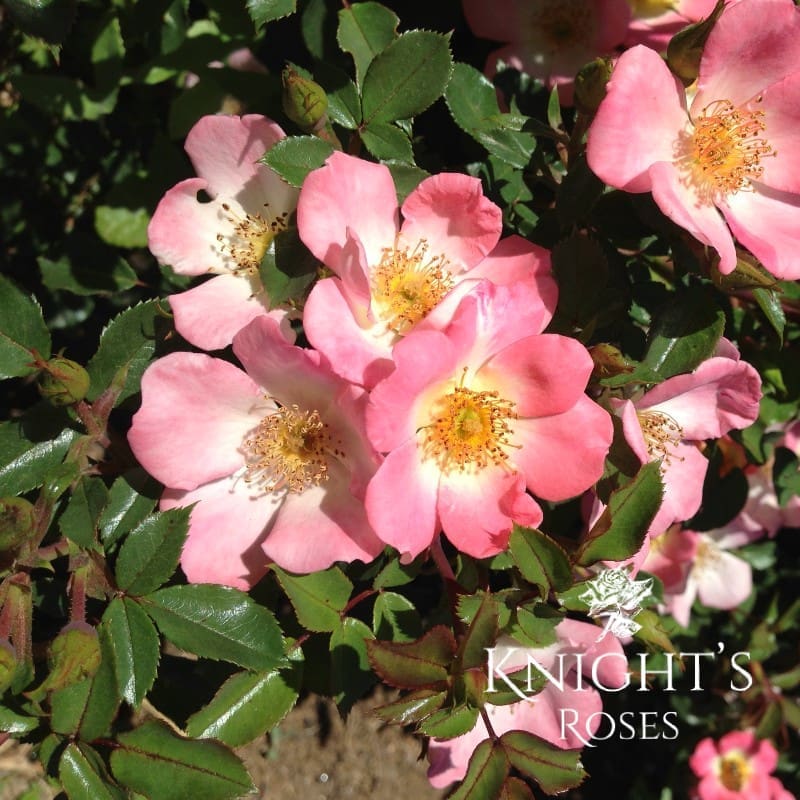 Simply Sally - BUY THIS ROSE ONLINE - Knight's Roses Australia