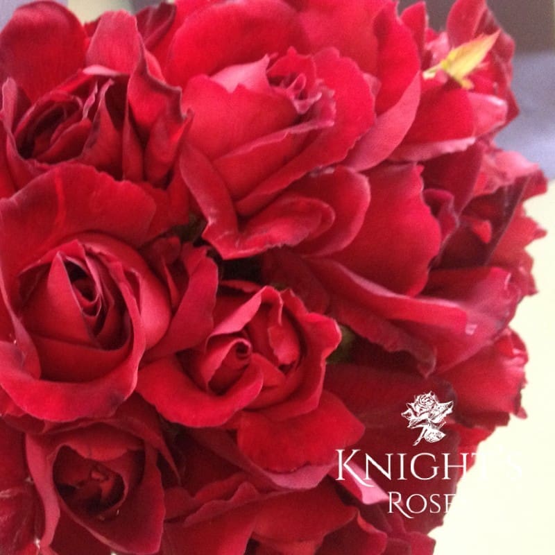 Red Roses | Knights Roses Australia - Buy A Rose Bush Online