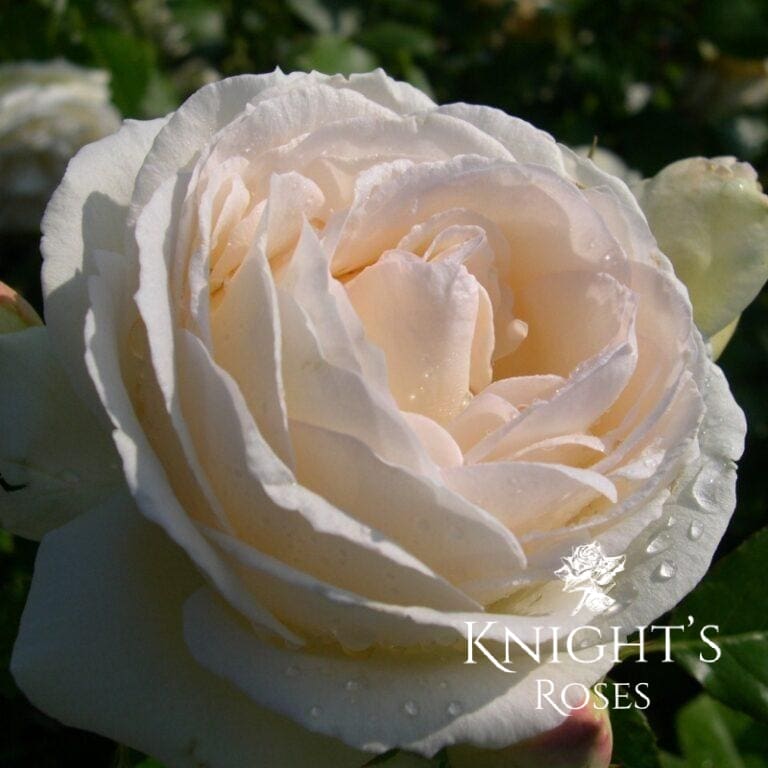 Buy Roses Online |100's of Bagged or Potted | Knight's Roses Australia