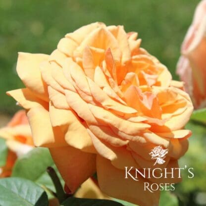 Charles Austin - BUY THIS ROSE ONLINE - Knight's Roses Australia