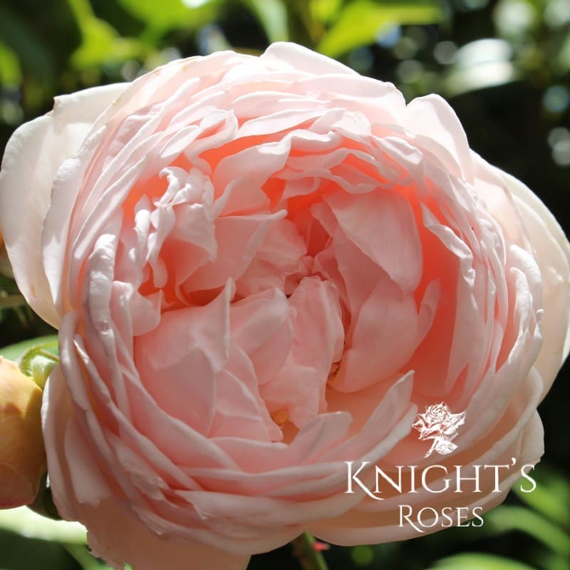 Chaucer - BUY THIS ROSE ONLINE - Knight's Roses Australia