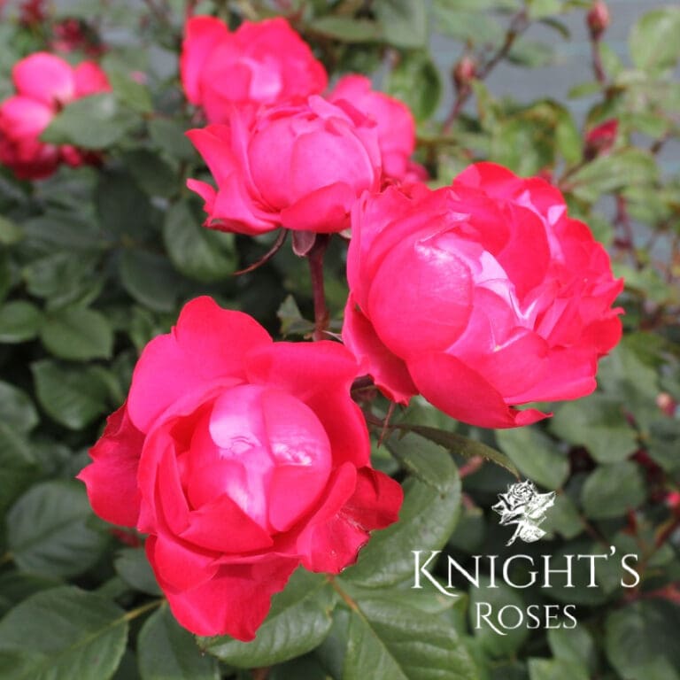 Buy Roses Online |100's of Bagged or Potted | Knight's Roses Australia