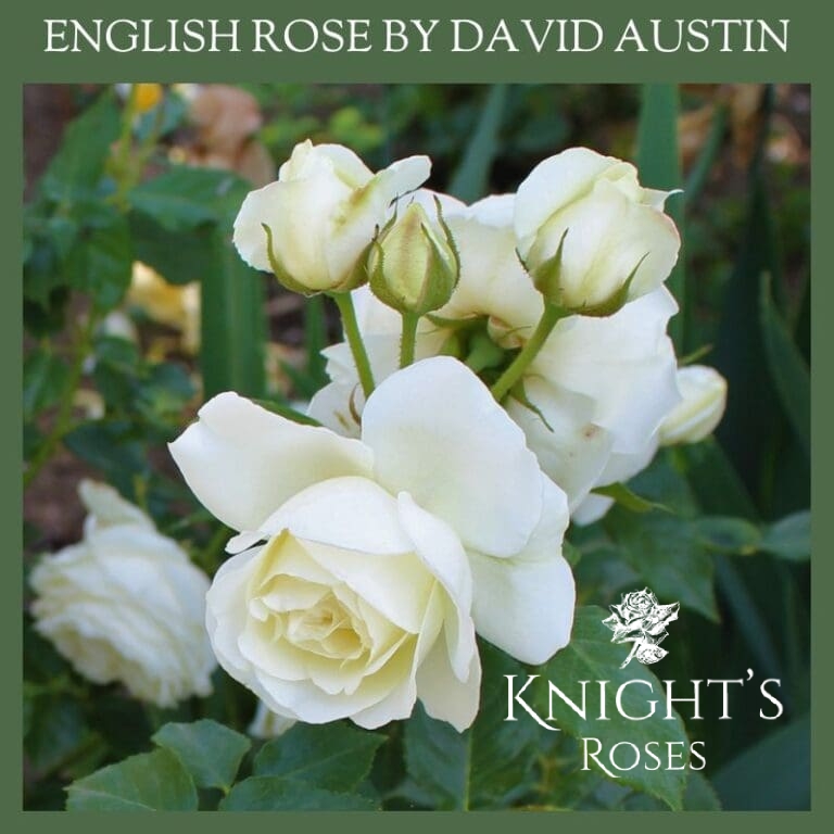 White Roses | Knights Roses Australia - Buy A Rose Bush Online