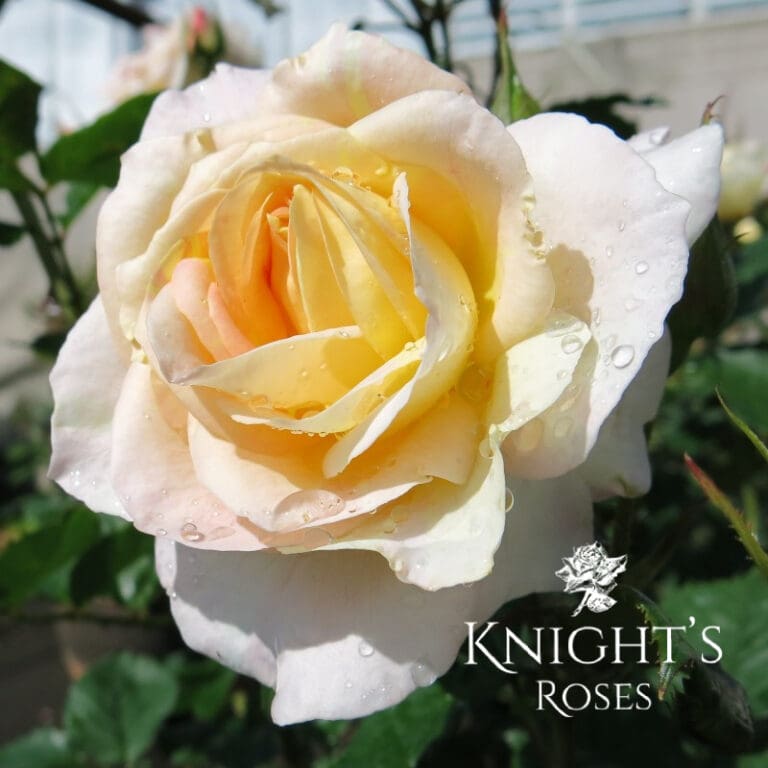 Buy Roses Online |100's of Bagged or Potted | Knight's Roses Australia