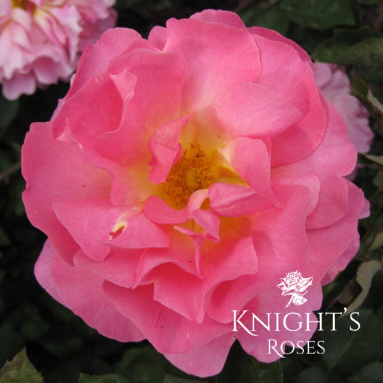 Buy Roses Online |100's of Bagged or Potted | Knight's Roses Australia