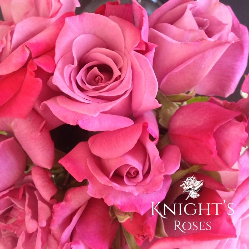Paradise - BUY THIS ROSE ONLINE - Knight's Roses Australia