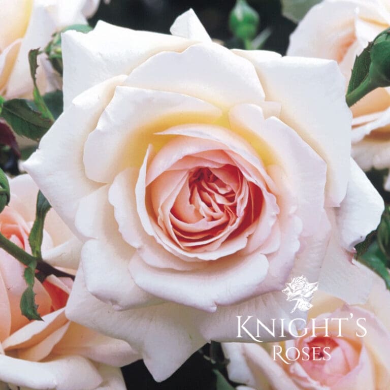 Buy Roses Online |100's of Bagged or Potted | Knight's Roses Australia