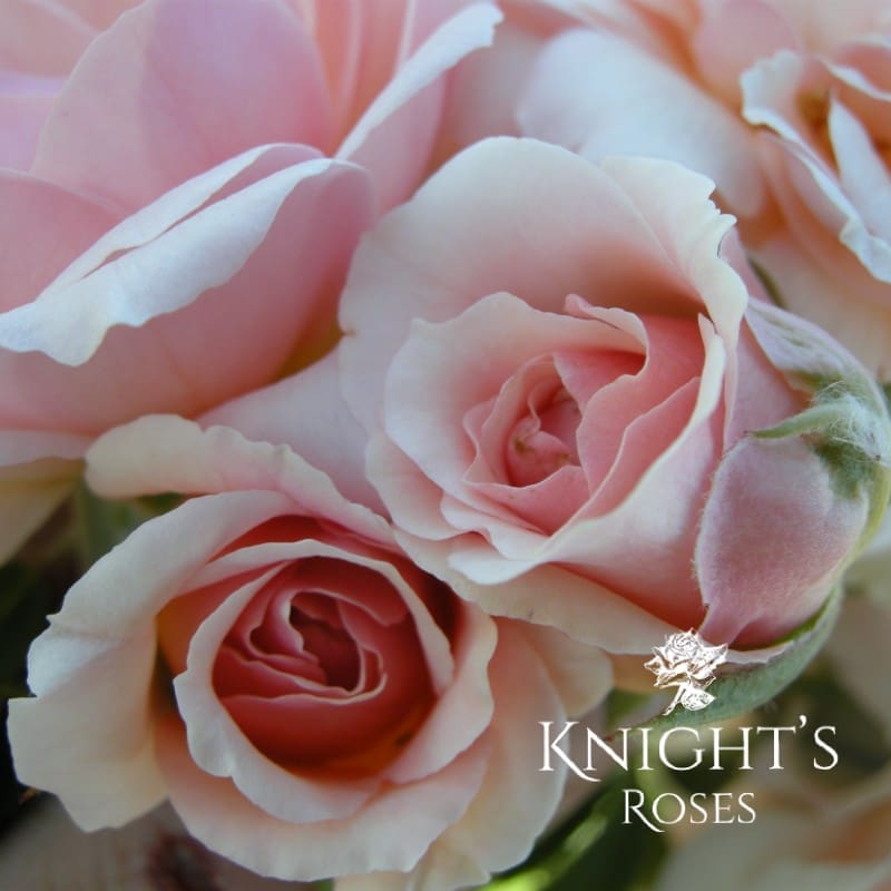 Rosen Tantau | Knights Roses Australia - Buy A Rose Bush Online
