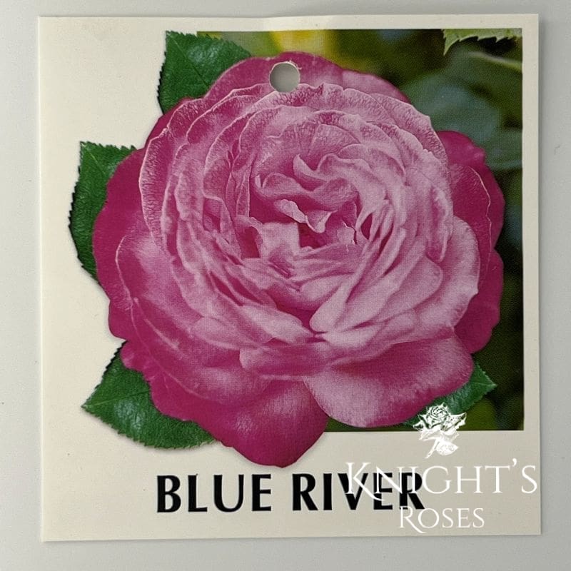 Blue River - BUY THIS ROSE ONLINE - Knight's Roses Australia
