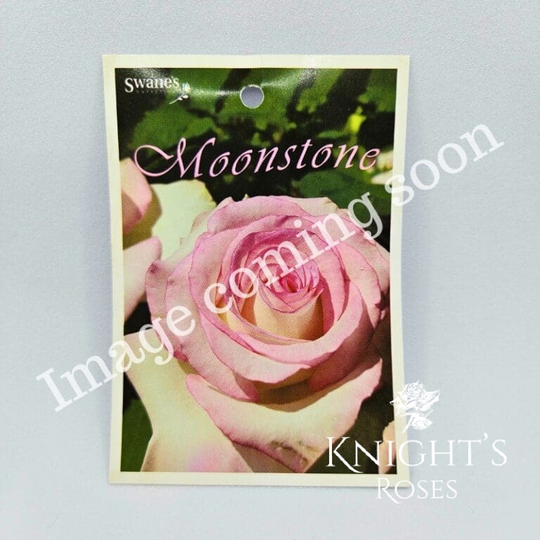 Moonstone - BUY THIS ROSE ONLINE - Knight's Roses Australia