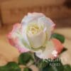 White Roses | Knights Roses Australia - Buy A Rose Bush Online