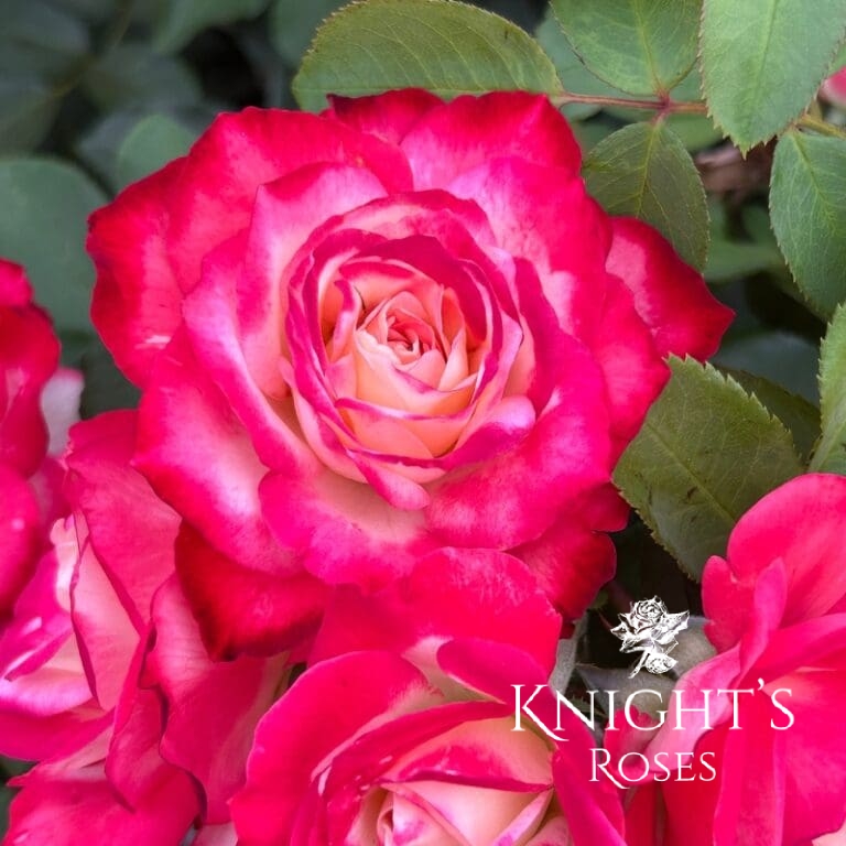 Fire & Ice - BUY THIS ROSE ONLINE - Knight's Roses Australia