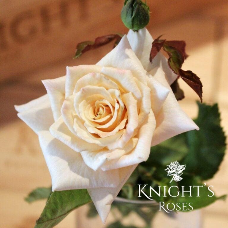 White Roses | Knights Roses Australia - Buy A Rose Bush Online