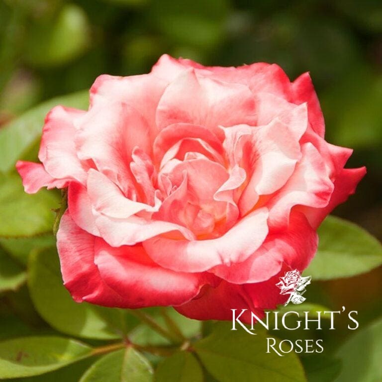 Memorial Roses | Knights Roses Australia - Buy A Rose Bush Online