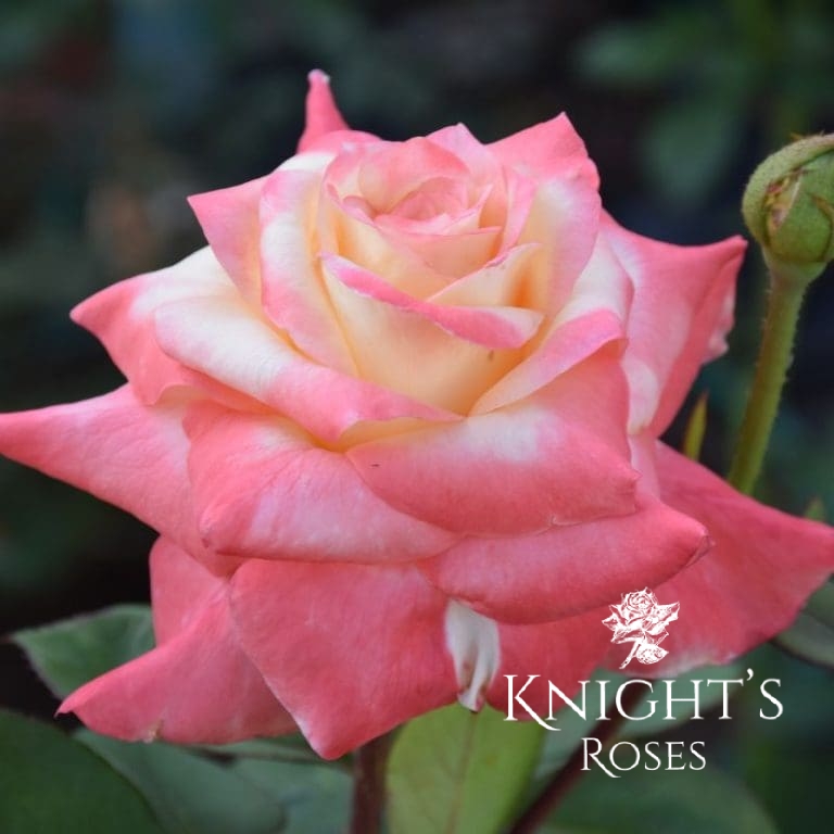 Diana, Princess of Wales - BUY THIS ROSE ONLINE - Knight's Roses Australia