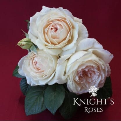 White Roses | Knights Roses Australia - Buy A Rose Bush Online