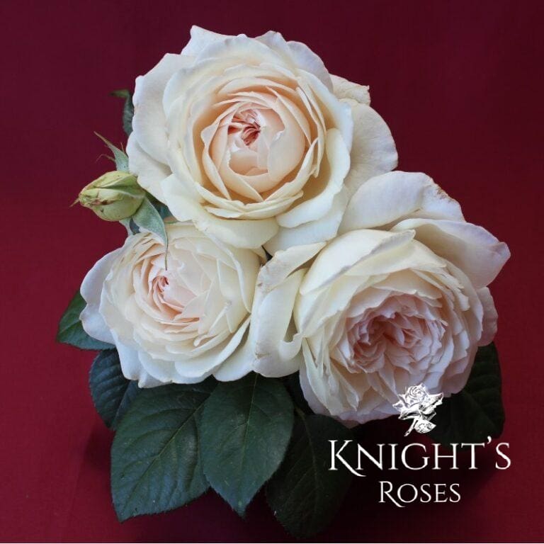 White Roses | Knights Roses Australia - Buy A Rose Bush Online