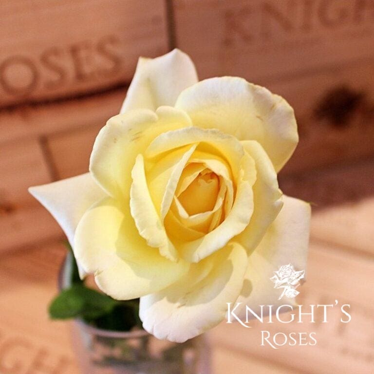 Elina - BUY THIS ROSE ONLINE - Knight's Roses Australia