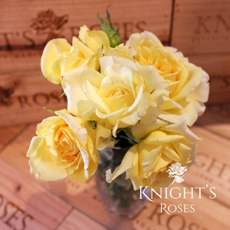 Elina - BUY THIS ROSE ONLINE - Knight's Roses Australia