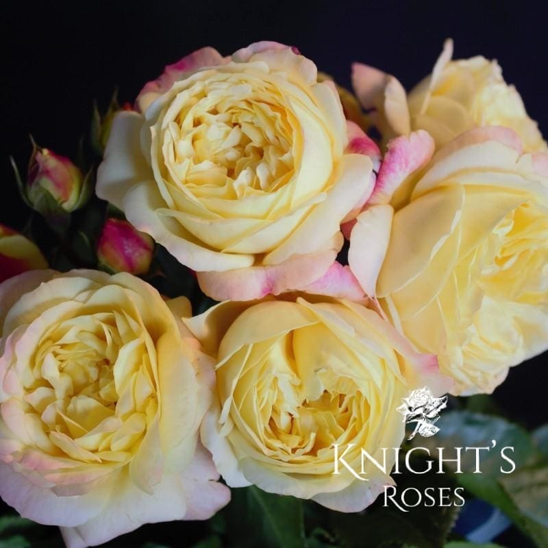 Lampion - BUY THIS ROSE ONLINE - Knight's Roses Australia