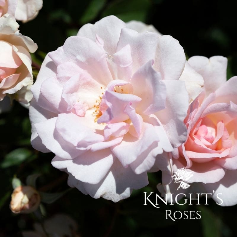 Jessica's Rose - BUY THIS ROSE ONLINE - Knight's Roses Australia
