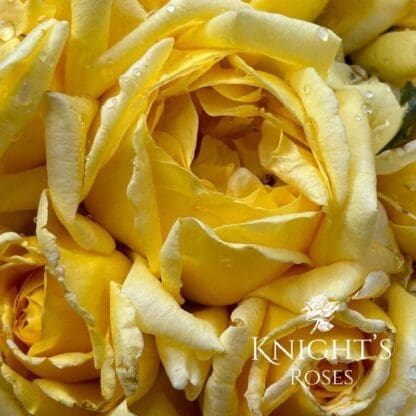 Yellow Roses | Knights Roses Australia - Buy A Rose Bush Online