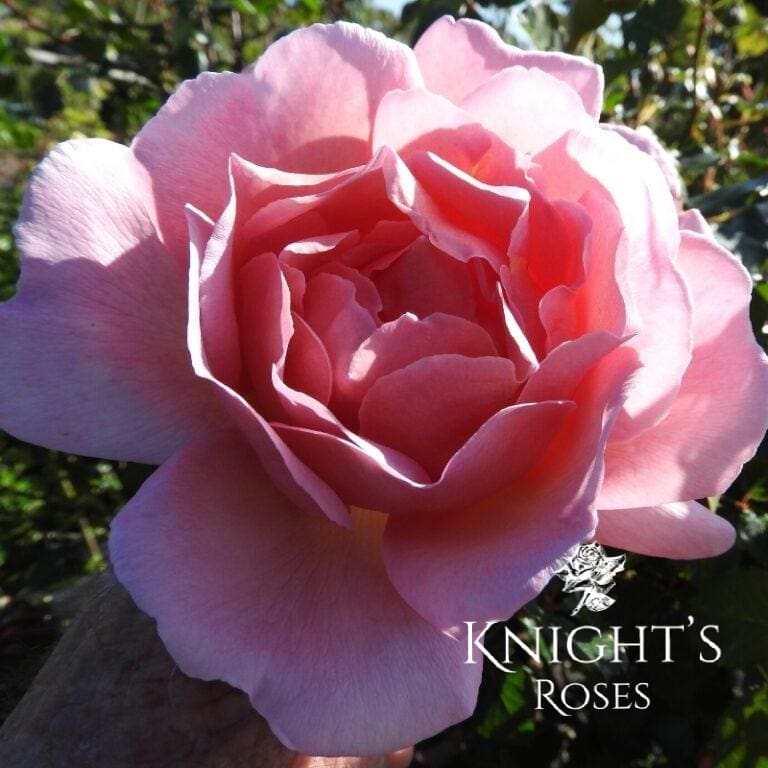 Buy Roses Online |100's of Bagged or Potted | Knight's Roses Australia