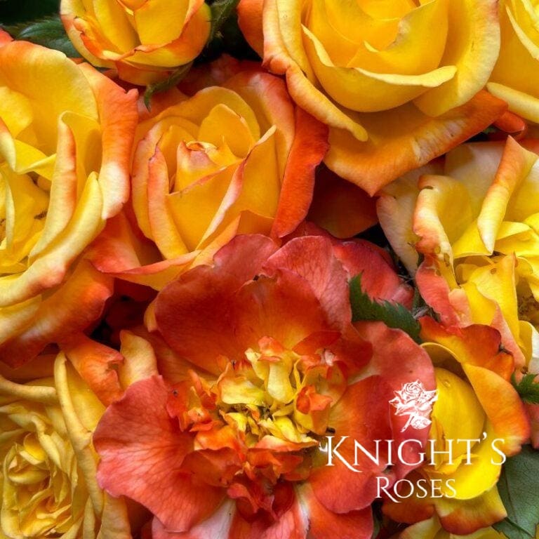 Red Roses | Knights Roses Australia - Buy A Rose Bush Online