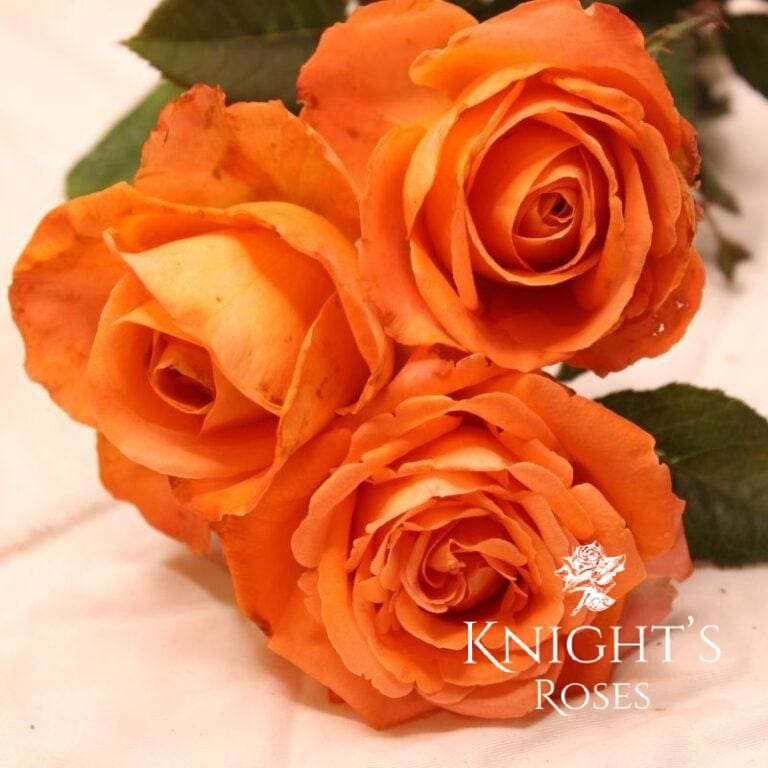 Corso - BUY THIS ROSE ONLINE - Knight's Roses Australia