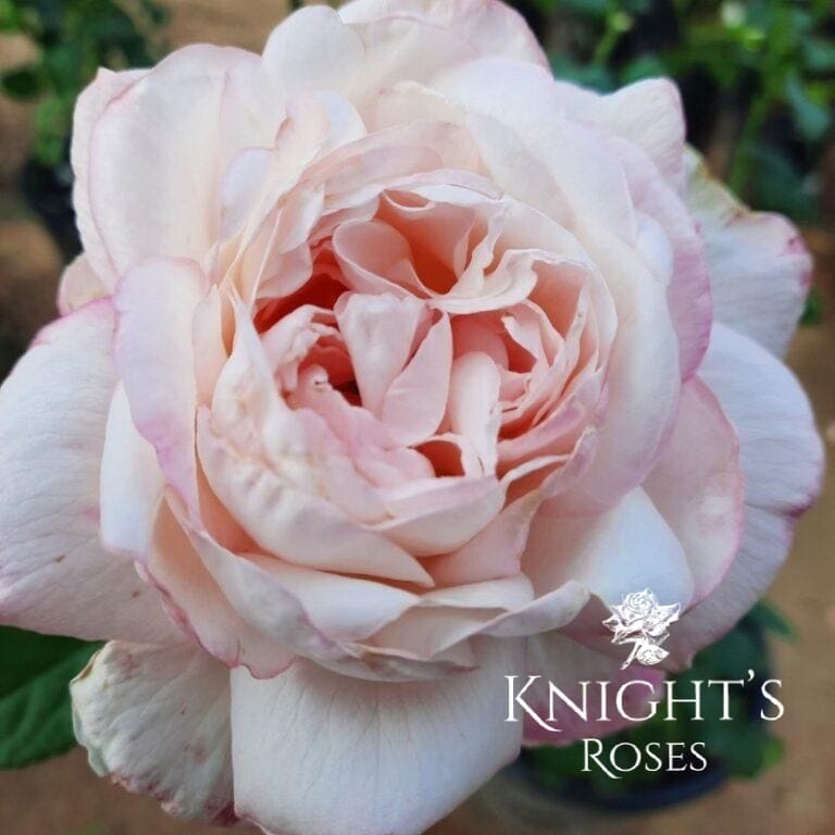 Buy Roses Online |100's of Bagged or Potted | Knight's Roses Australia