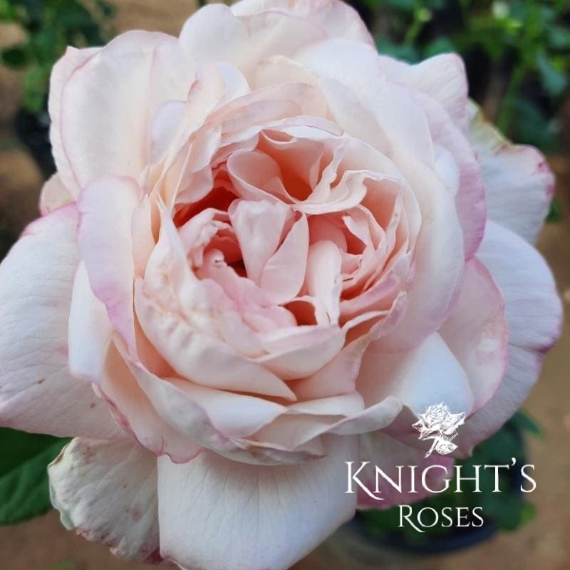 White Roses | Knights Roses Australia - Buy A Rose Bush Online