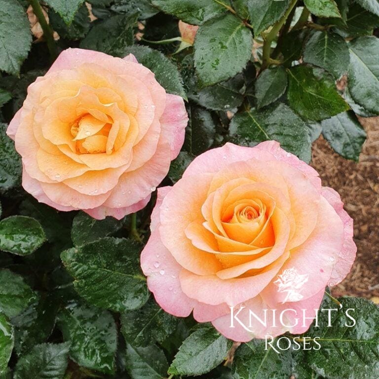 Daybreaker - BUY THIS ROSE ONLINE - Knight's Roses Australia