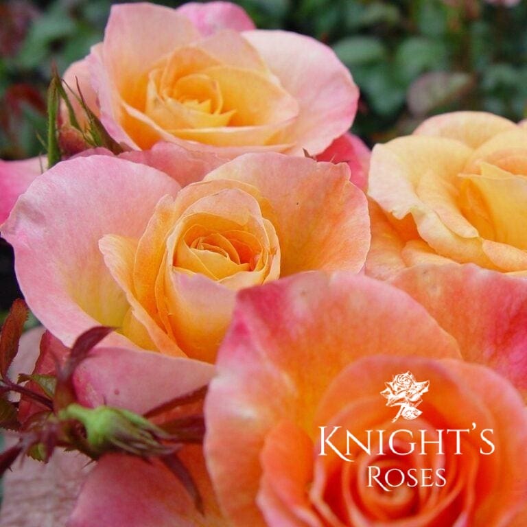 Buy Roses Online |100's of Bagged or Potted | Knight's Roses Australia