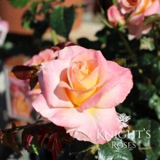 Daybreaker - BUY THIS ROSE ONLINE - Knight's Roses Australia